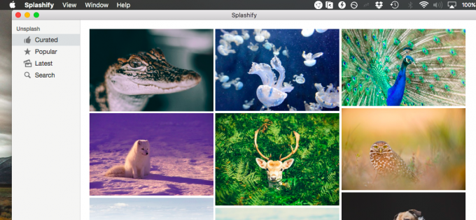 Splashify – 厳選された美しい画像一覧を検索! 壁紙を選んでMacのデスクトップ背景に設定できる